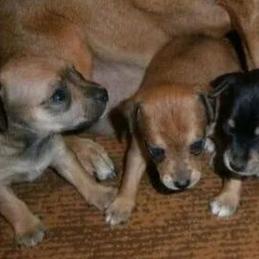 Цвергпинчер, щенок