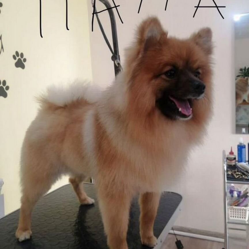 Померанский шпиц