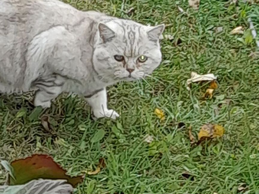 Кот