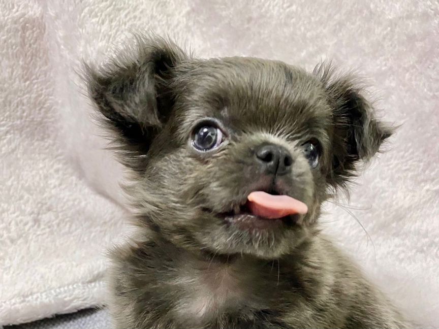 Щенки чихуахуа длинношерстные