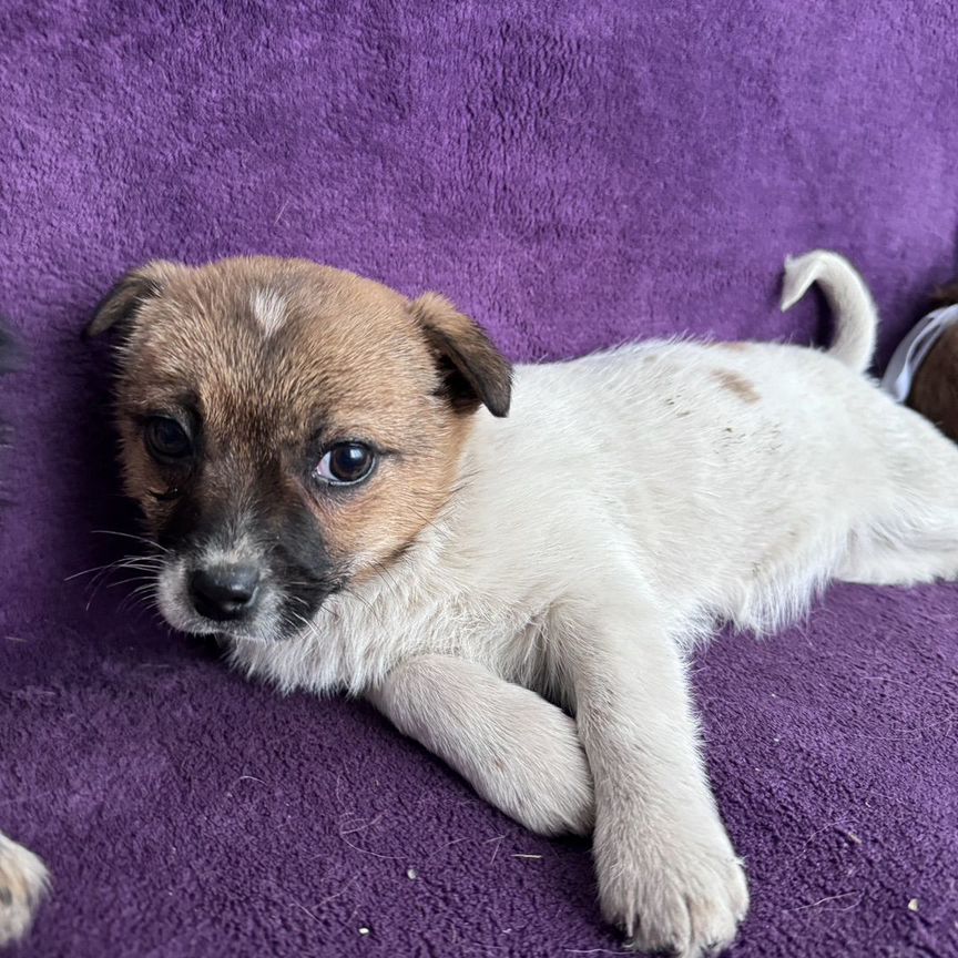 Щенята 2.5мес