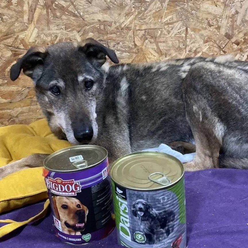 Взрослая собака в добрые руки