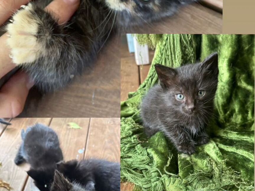 Котята в добрые руки бесплатно