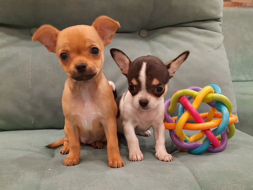 Чишки ребятишки