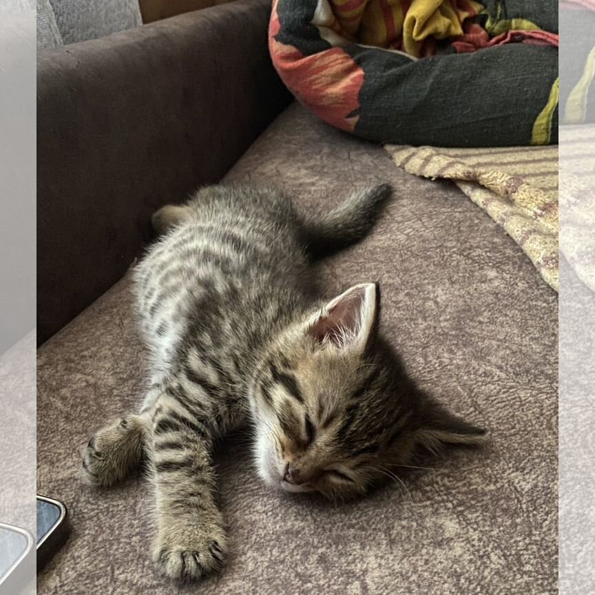 Котенок