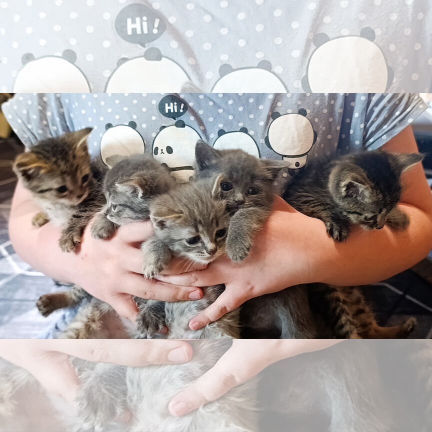 Котёнок в добрые руки
