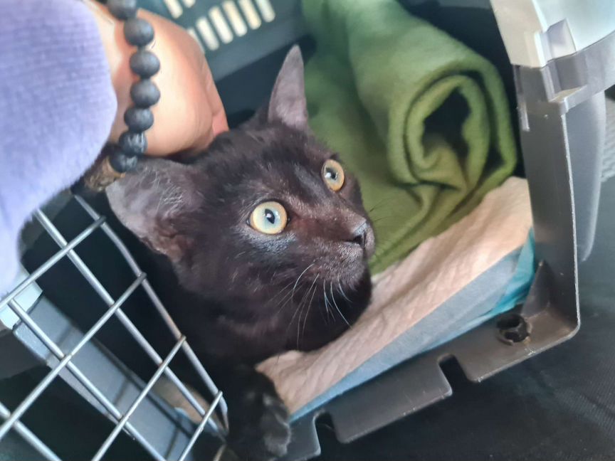 Кот-Бегемот. Возраст 5 месяцев