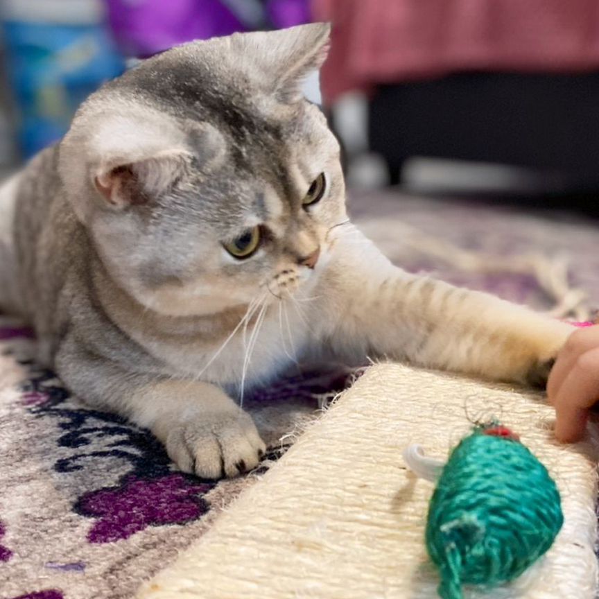 Скоттиш страйт кошечка