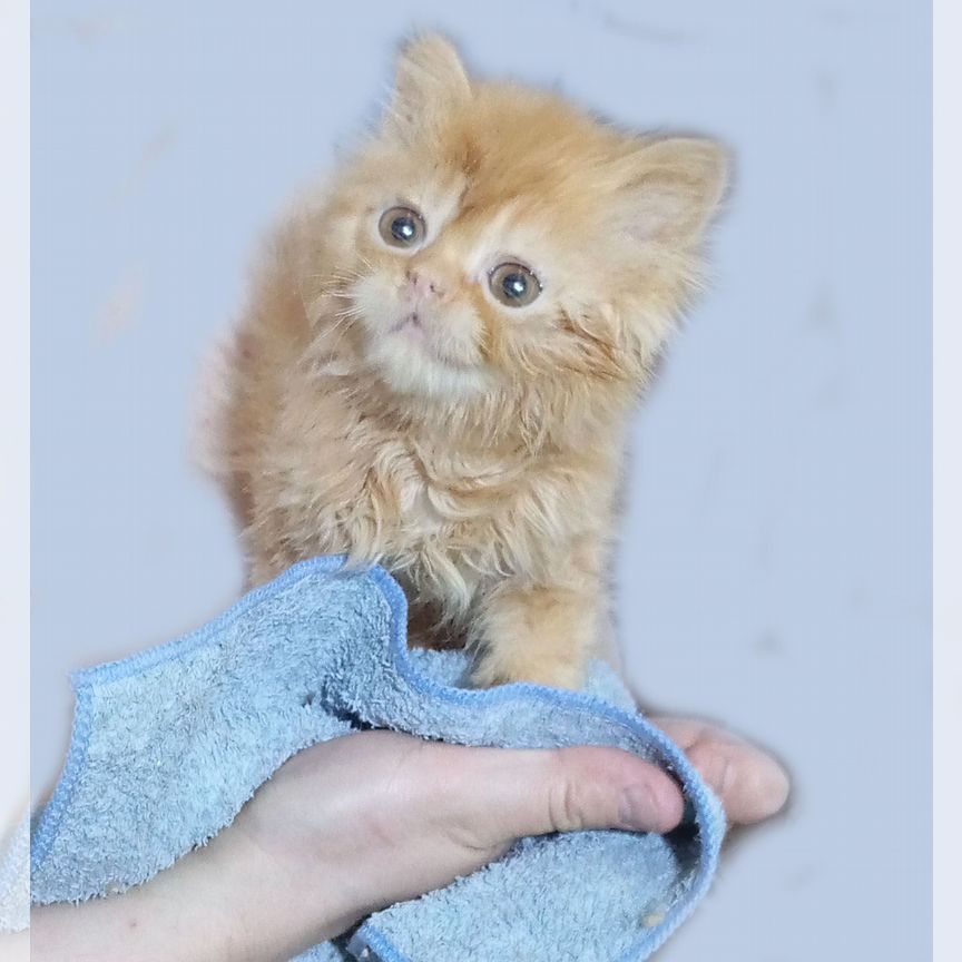 Персидские котята рыжие