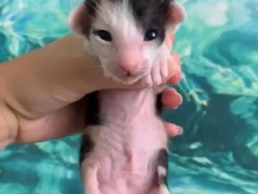 Элитные ориентальные котята