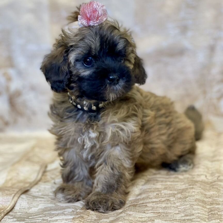 Мальтипу, щенок