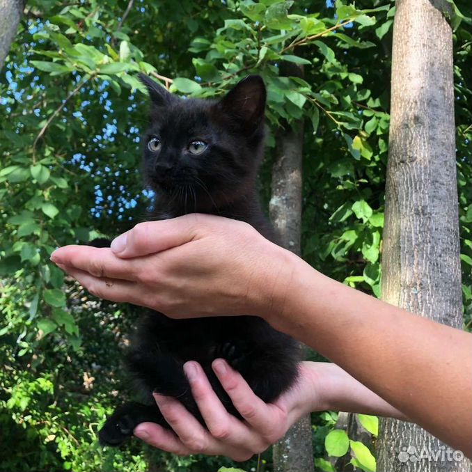 Котята мышеловы