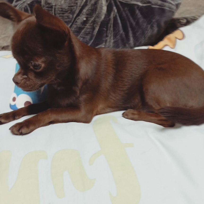 Шоколадная красотка