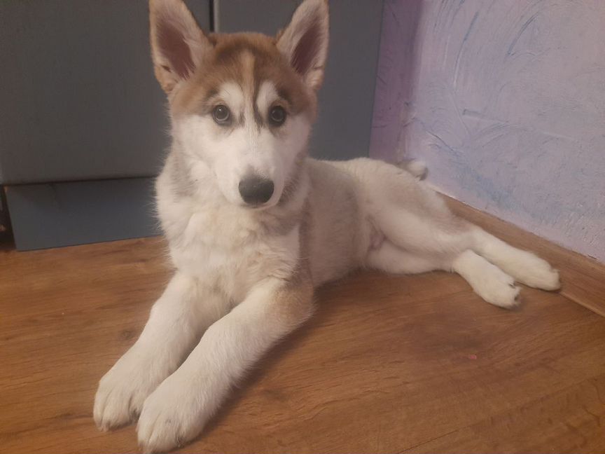 Сибирский хаски