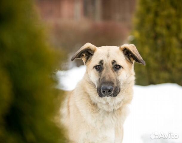 У собаки Доры совершенно особые глаза