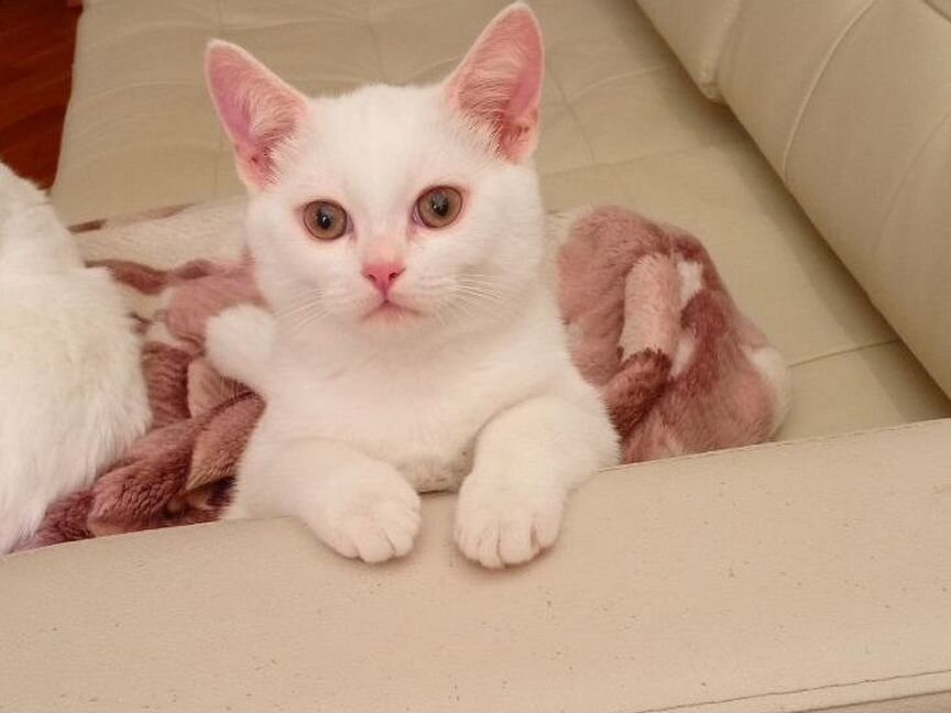 Белоснежный непоседа