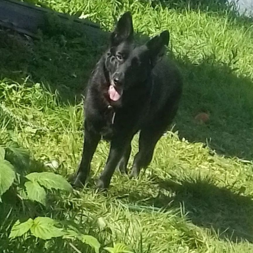 Немецкая овчарка, взрослая собака