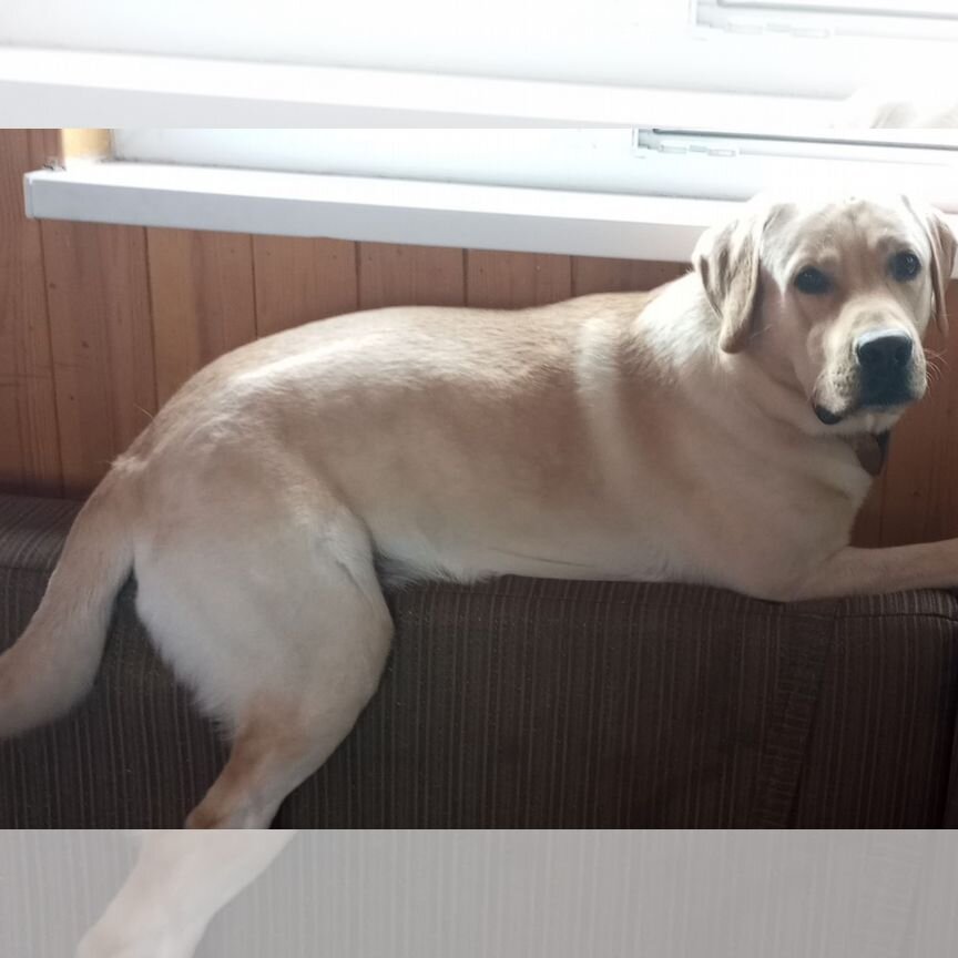 Лабрадор-ретривер, взрослый пёс