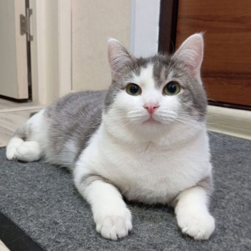Классный кот