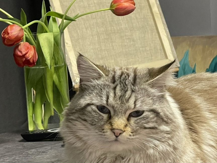 Кот невский маскарадный