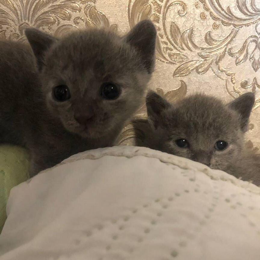 Кошечки шатланкие