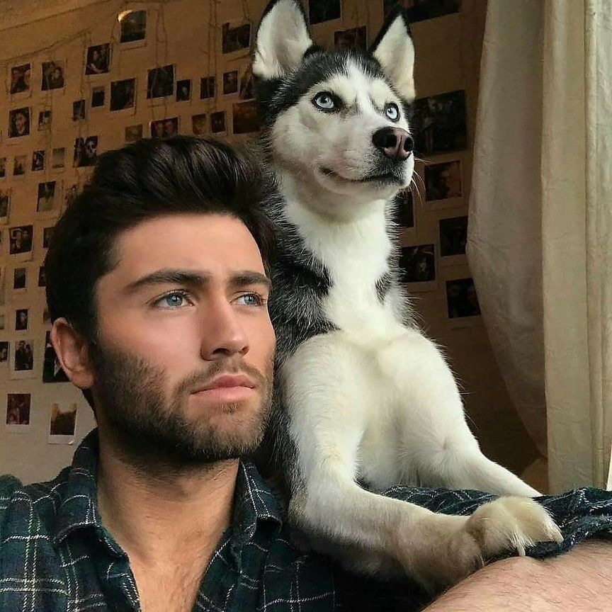 Щенки и собаки клуб скор