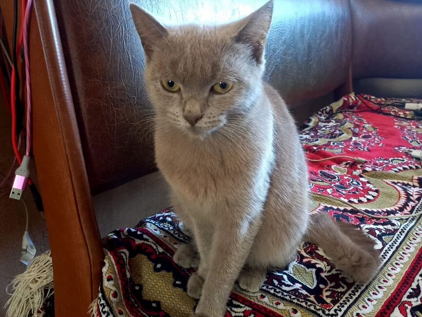 Британская лиловая кошечка ищет дом