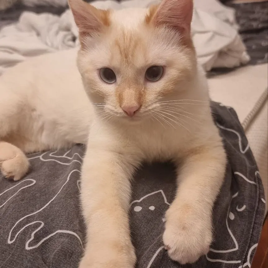 Кот, котёнок ред поин в добрые руки