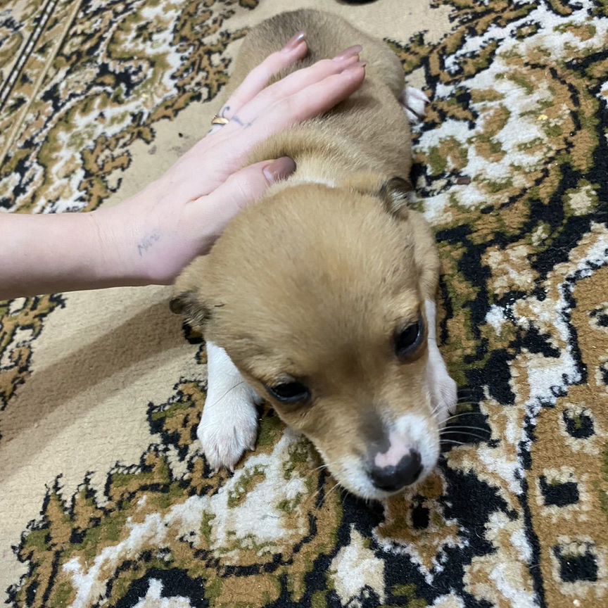 Щенки метисы в добрые руки