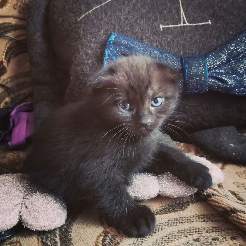 Котёнок в добрые руки