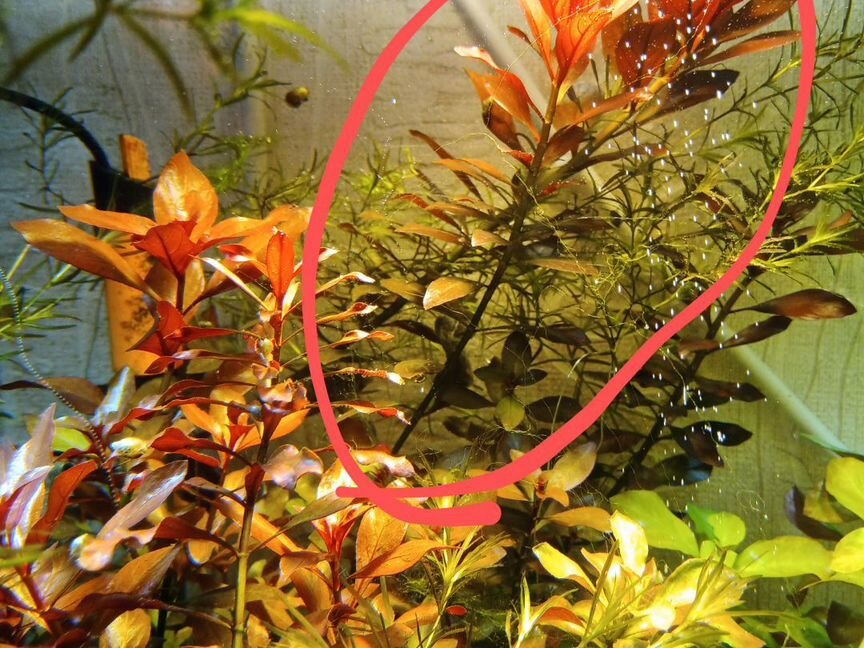 Аквариумные растения