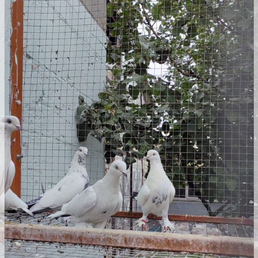 Таджикские голуби