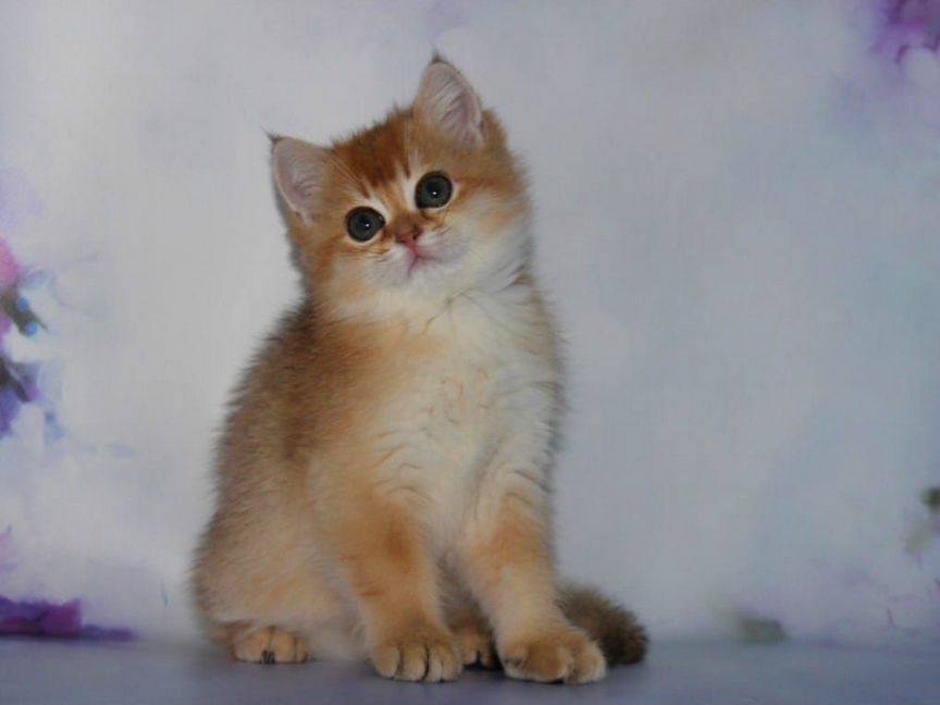 Британские котята