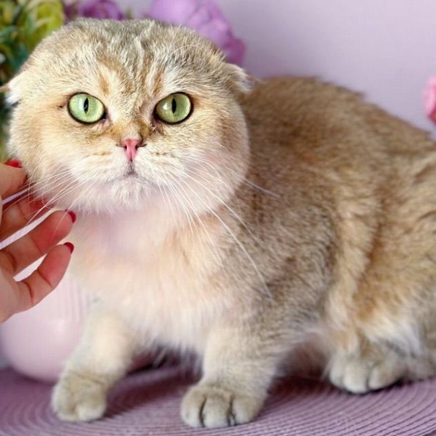 Шотландский кот