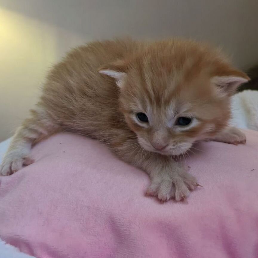 Шотландский вислоухий короткошёрстный котёнок