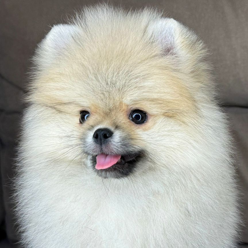 Померанский шпиц, щенок