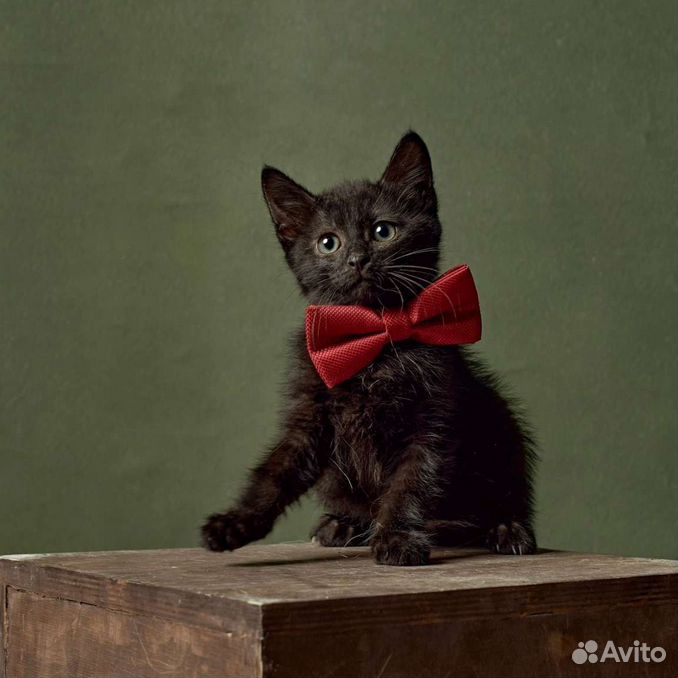 Малышка ищет хозяина