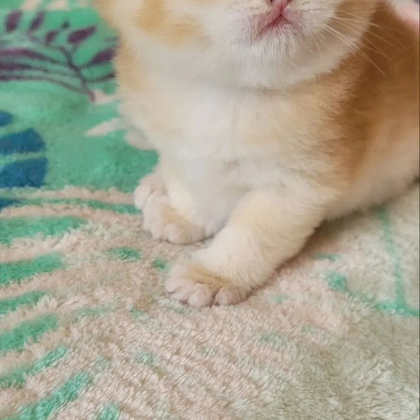 Британские котята золотая шиншилла