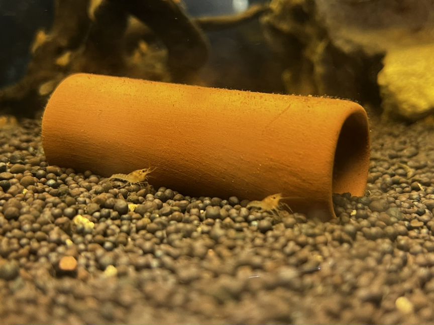 Мальки рака