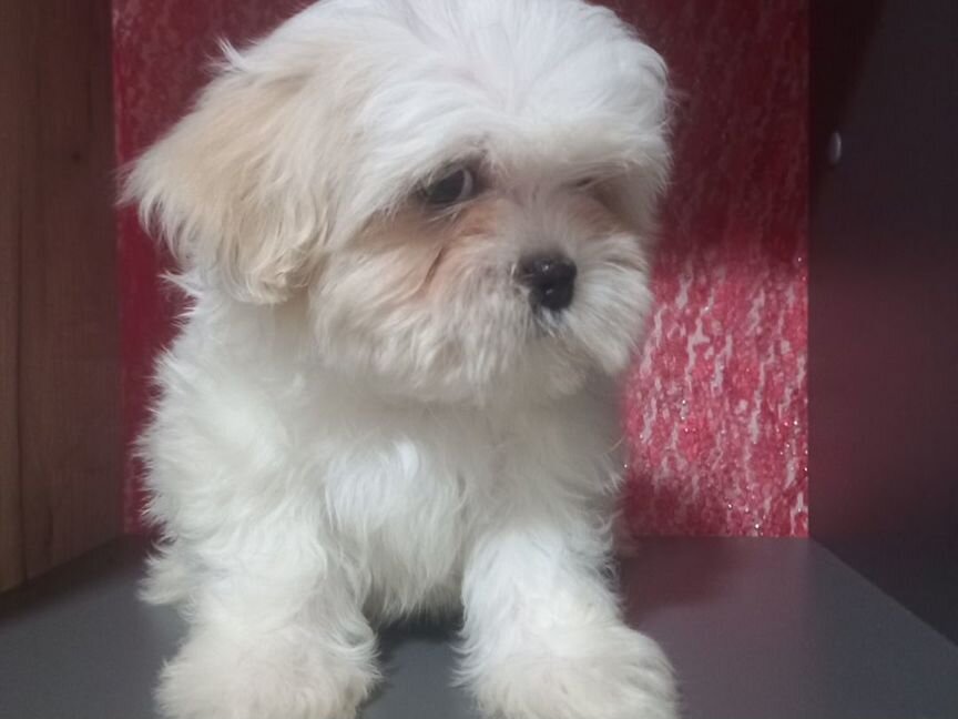 Щеночек мальтезе