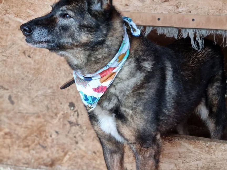 Собака в добрые руки