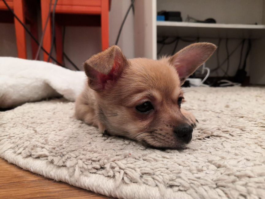 Собаки чихуахуа щенок