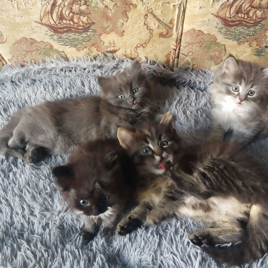 Котята в добрые руки бесплатно