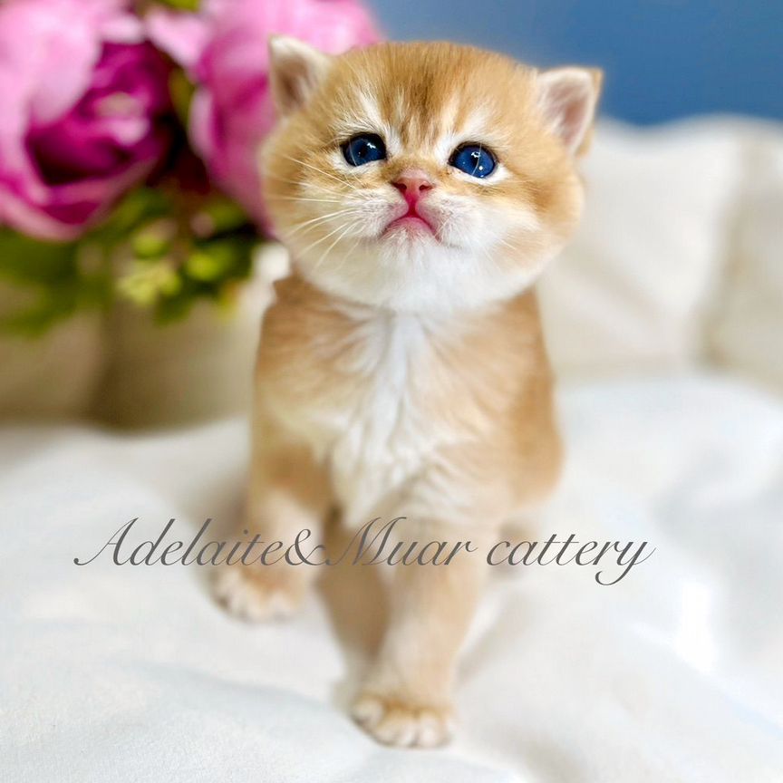 Британский ангелочек