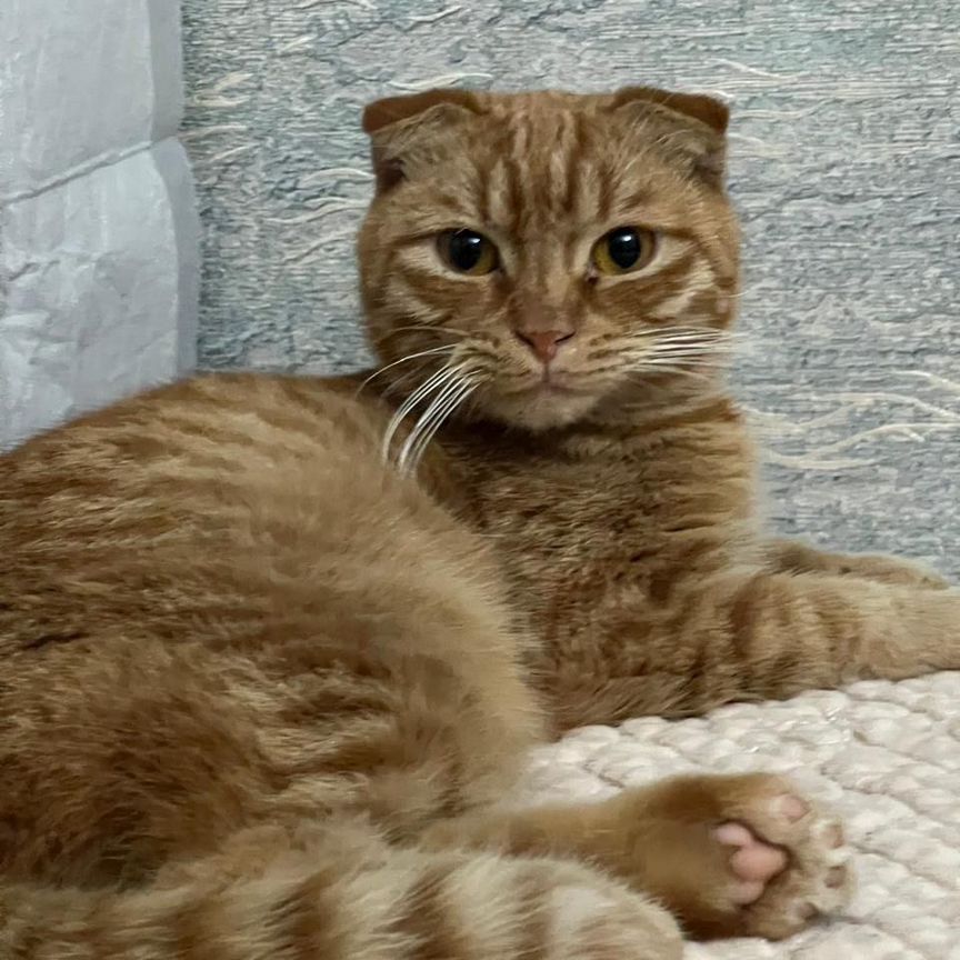 Вислоухий рыжий Котик 6 месяцев