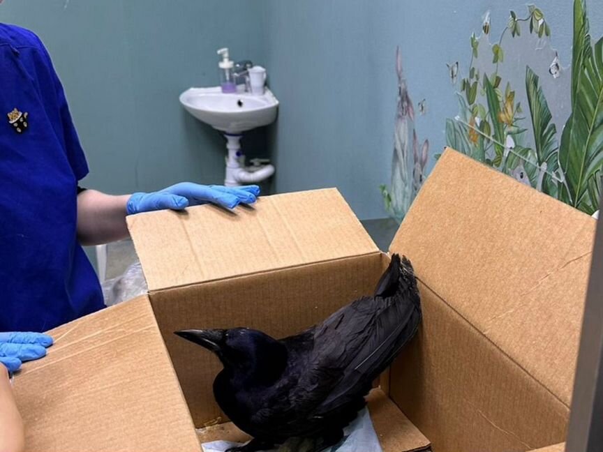 Отдам ворона