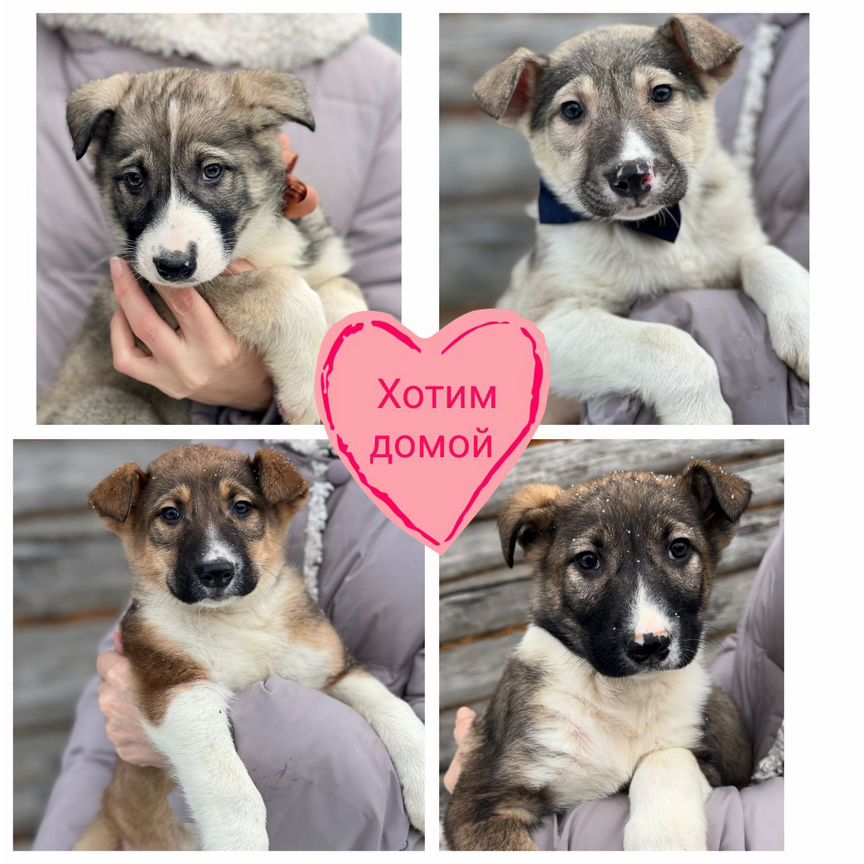 Щенок мальчик девочка в добрые руки