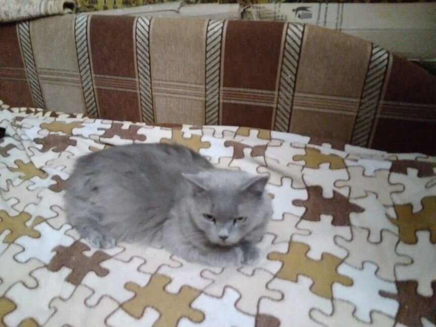 Отдам персидскую кошку