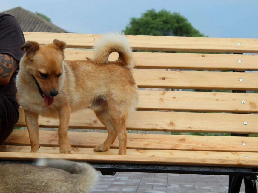 Мелкий пёс в добрые руки