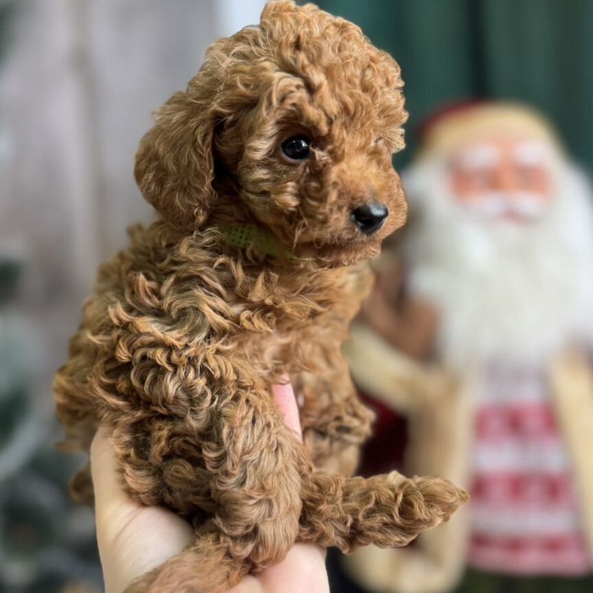 Той-пудель, щенок